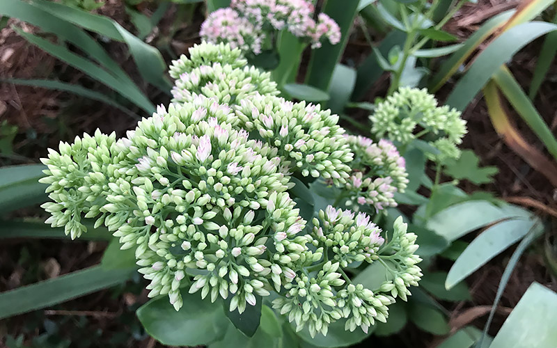 Heat Tolerant Flowers to Grow in Your Garden - The Home Depot