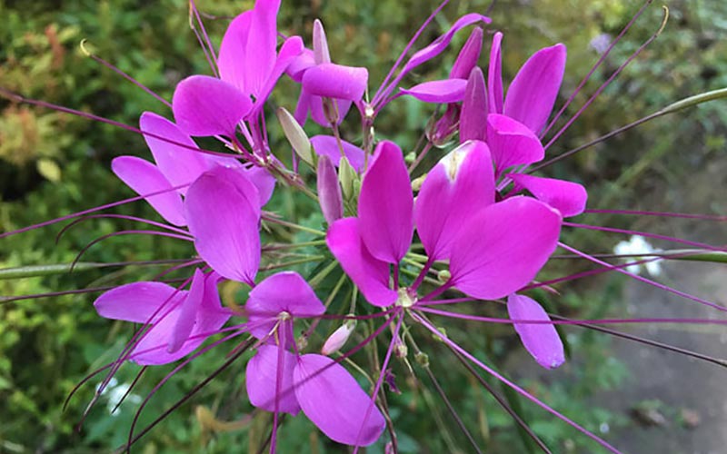 Heat Tolerant Flowers to Grow in Your Garden - The Home Depot