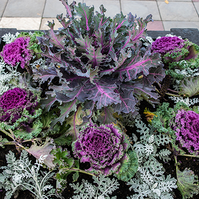 5 Ways to Boost Fall Curb Appeal - The Home Depot