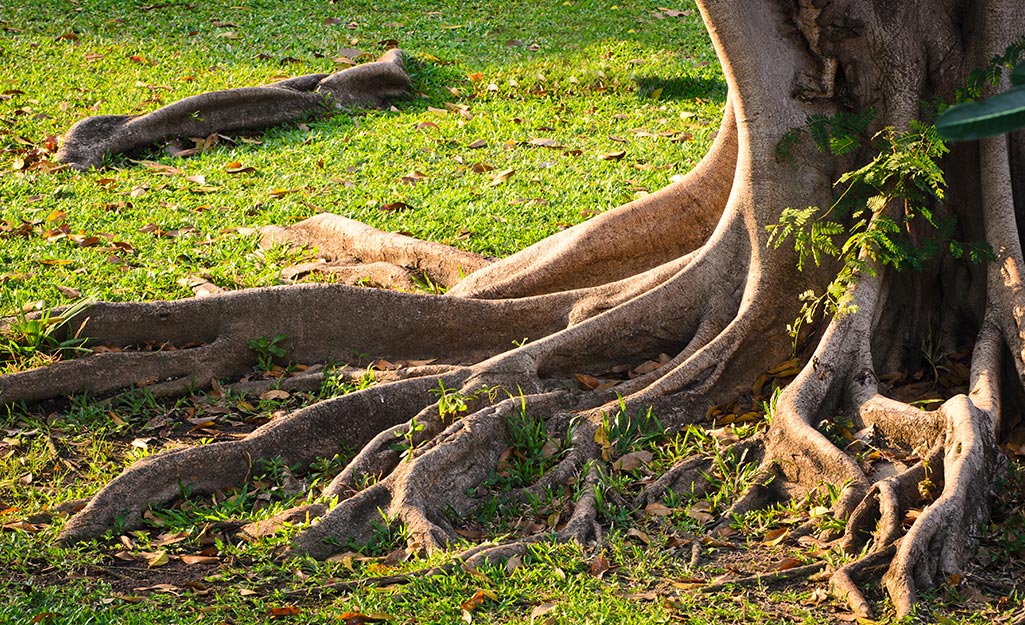 8 Steps to a Safe Summer Landscape - The Home Depot