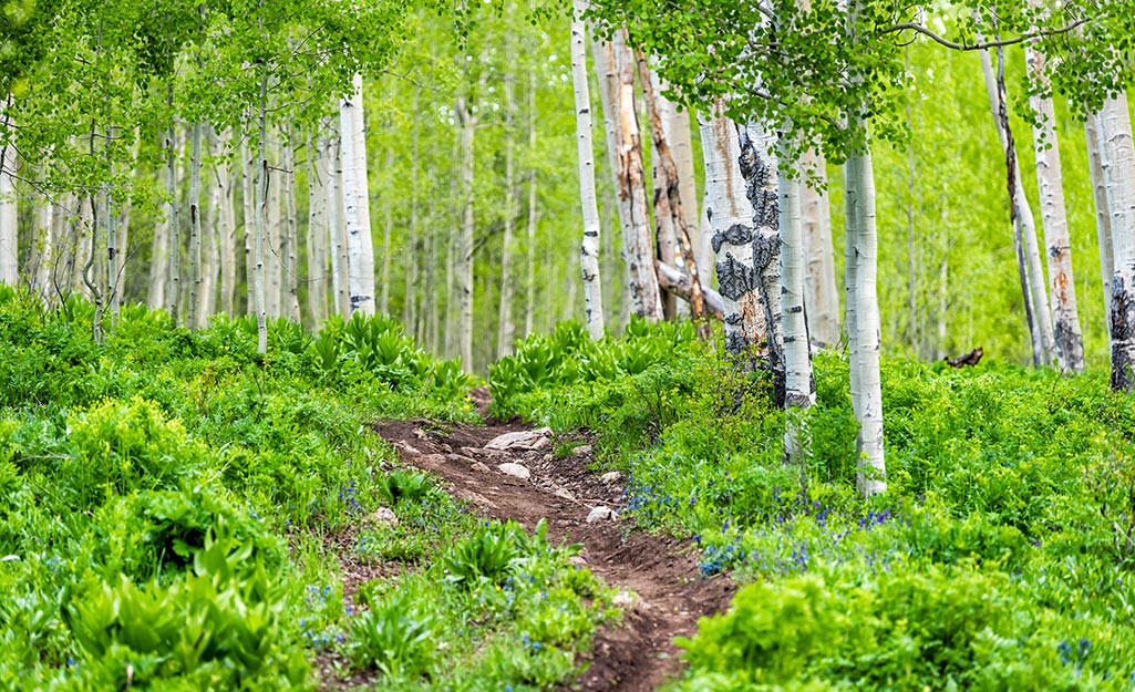 Best Shade Trees for Your Yard - The Home Depot