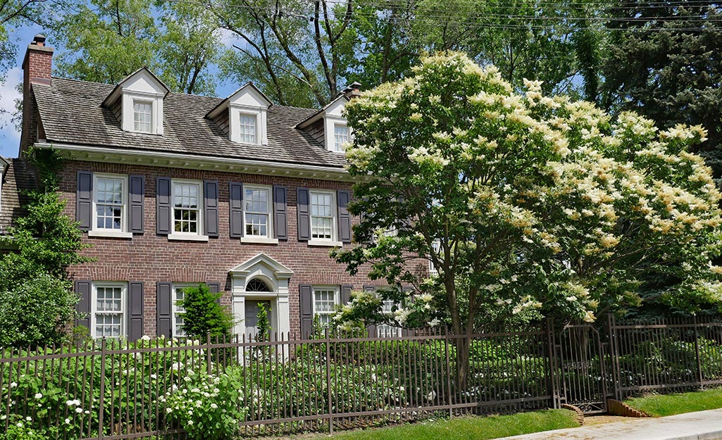 Best Shade Trees for Your Yard - The Home Depot