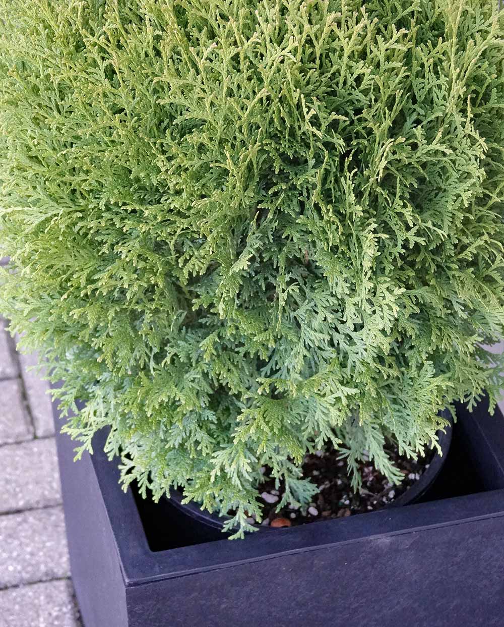Creating an Outdoor Oasis Ready to Entertain Guests - The Home Depot