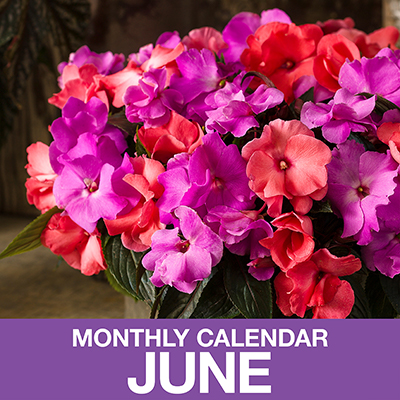 Garden Ideas & Projects - The Home Depot