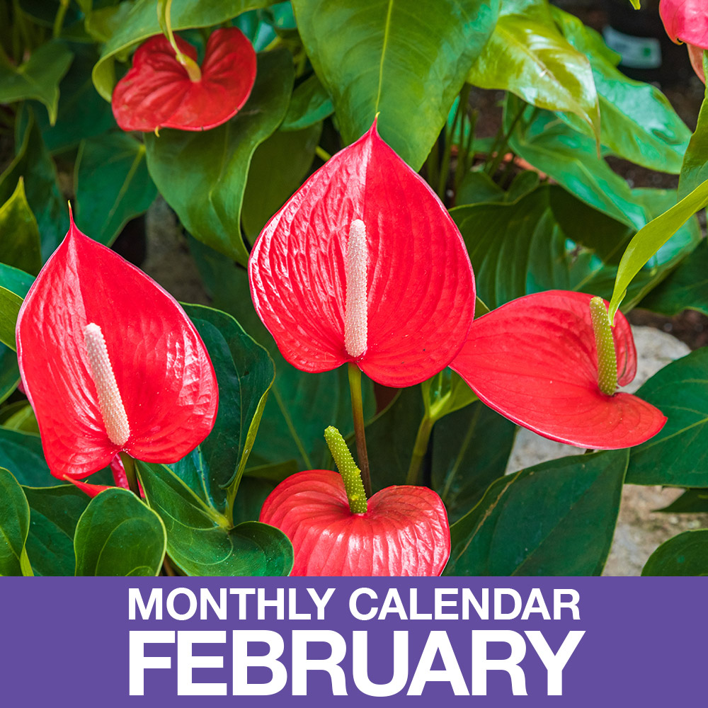 Best Flowers To Plant In February Florida | Best Flower Site