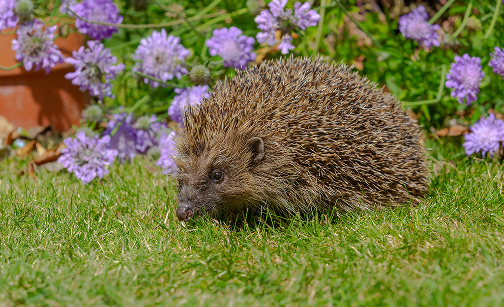 How to Get Rid of Grubs - The Home Depot