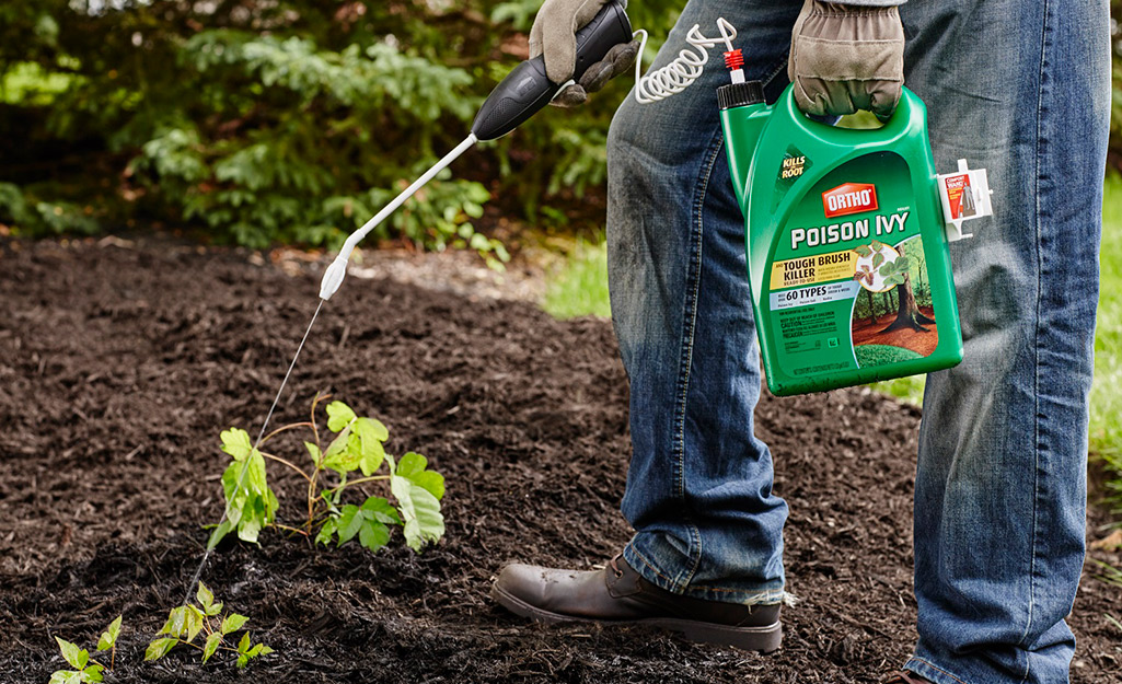 How to Get Rid of Poison Ivy Plants - The Home Depot