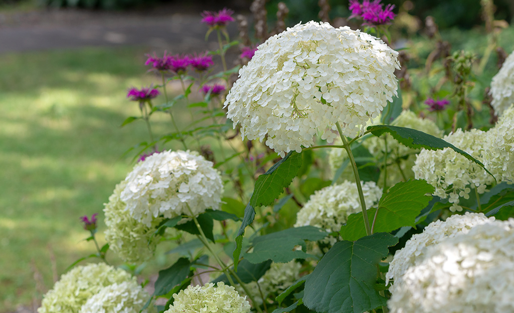 Types of Hydrangeas - The Home Depot