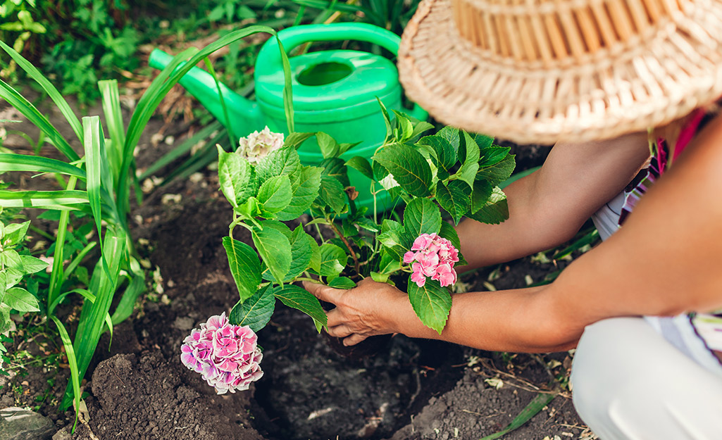 Types of Hydrangeas - The Home Depot