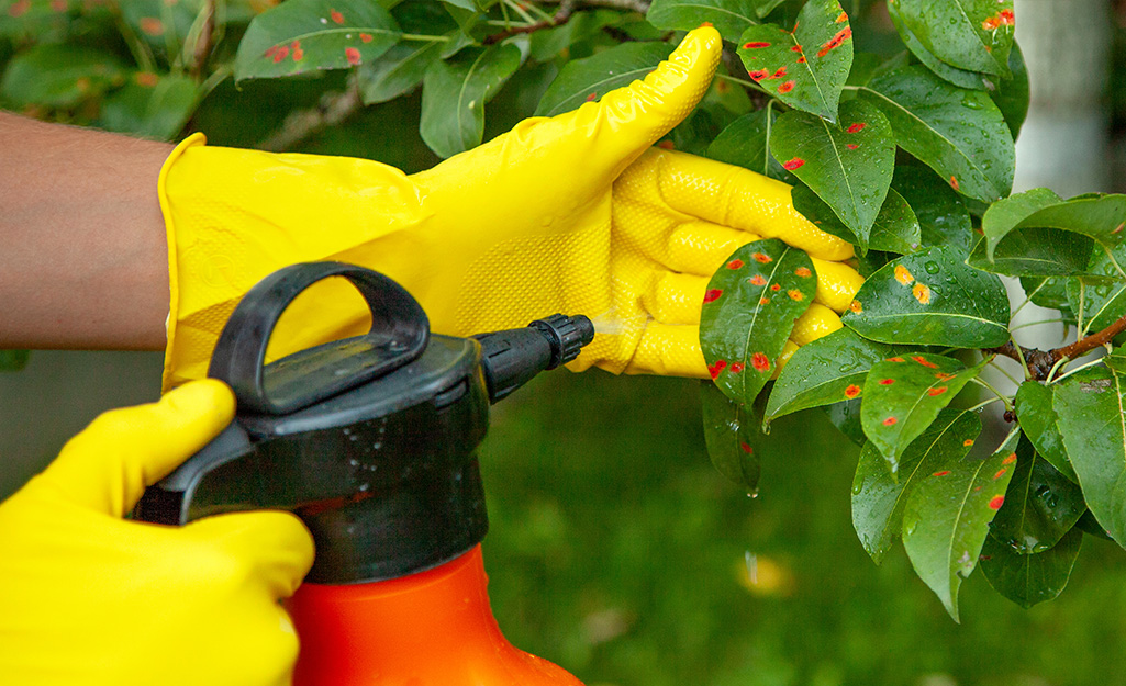 How to Grow Pears - The Home Depot