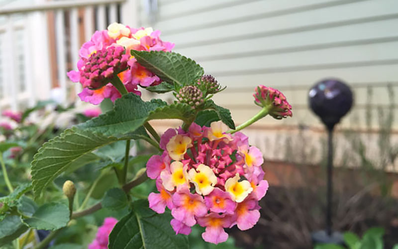 Plants That Do Well in Heat - The Home Depot