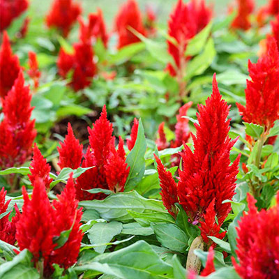 Fall Flowers To Plant In Alabama | Best Flower Site