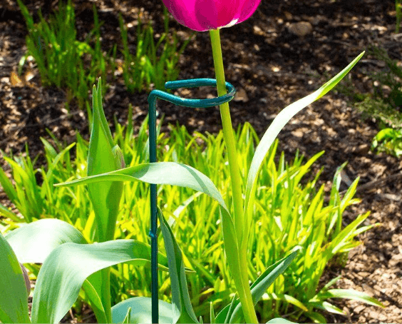 Plant Support - Garden Center - The Home Depot